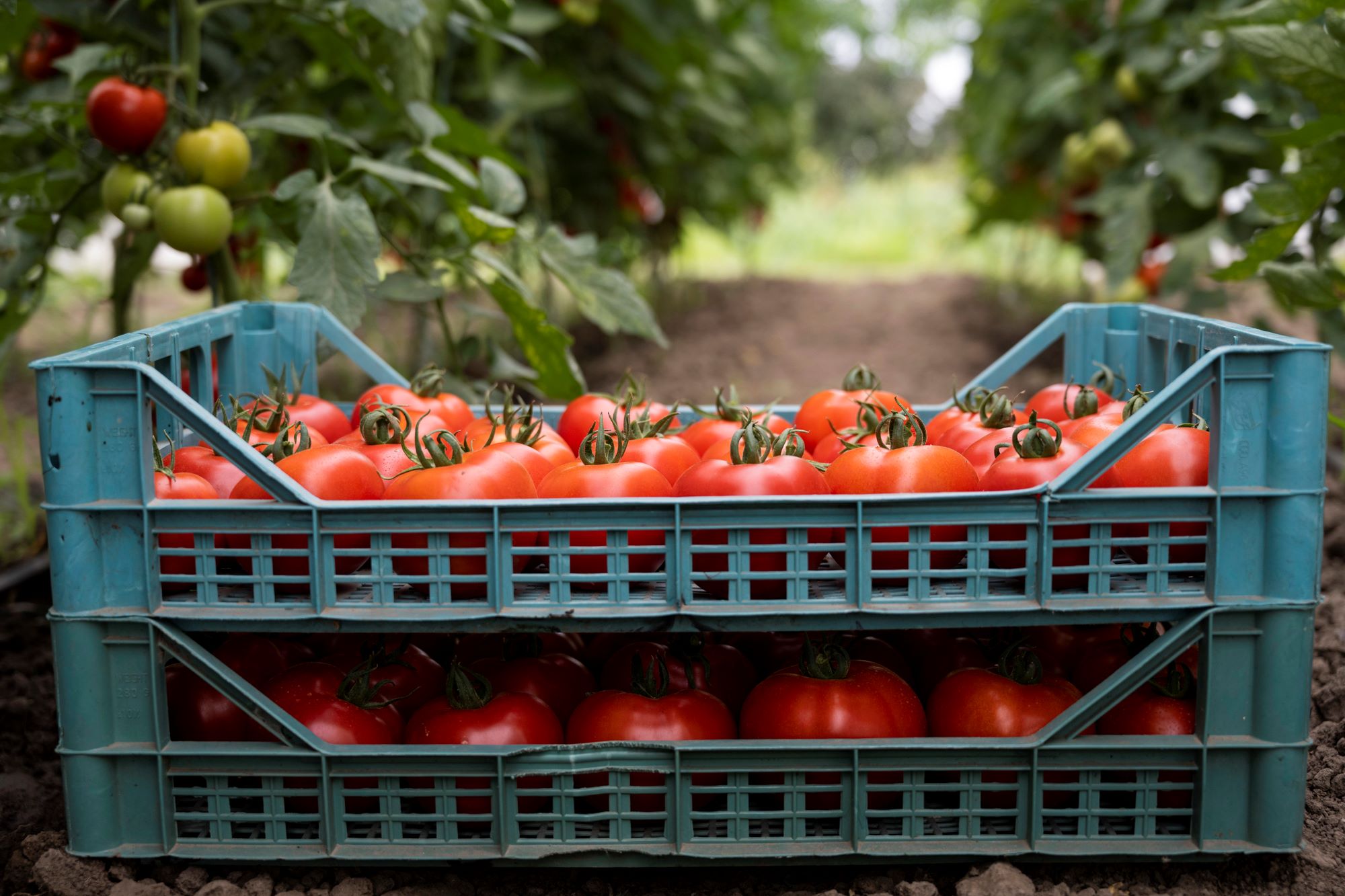 About Us - Martin's Produce Supplies