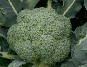 Gypsy Broccoli - Martin's Produce Supplies